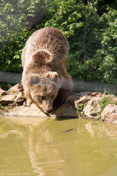 Refuge des ours de Kuterevo : rencontrez les ours bruns en Croatie